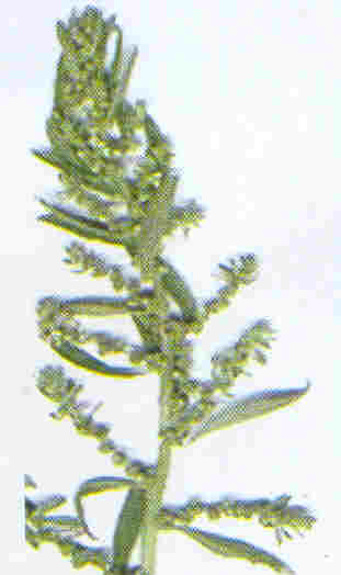 Centro Poblado de Chaca: ESTUDIO ETNOBOTÁNICO DE LAS PLANTAS ...