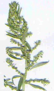 Centro Poblado de Chaca: ESTUDIO ETNOBOTÁNICO DE LAS PLANTAS ...