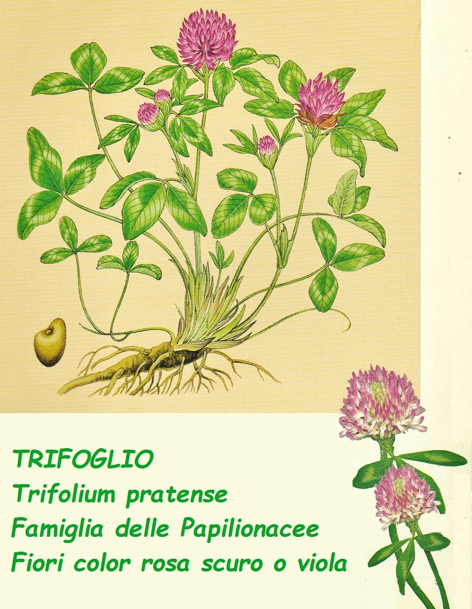 CURARSI COL TRIFOGLIO (Trifolium pratense) - Blog di pociopocio