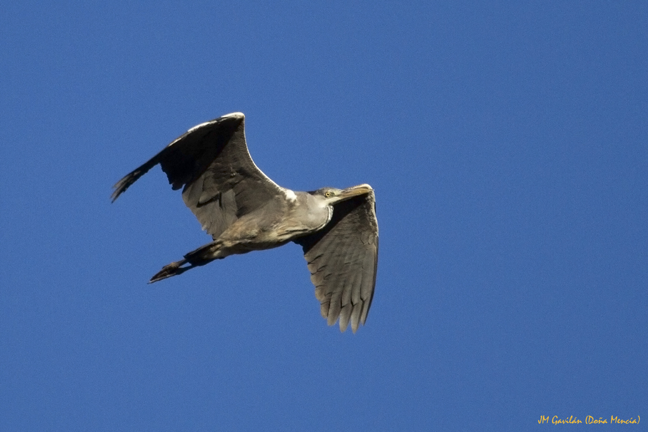 Fotografía de Naturaleza - JM Gavilán: El vuelo de la Garza real (Ardea ...