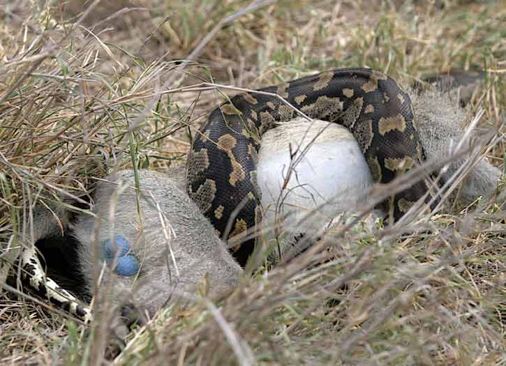Los animales más fascinantes: La poderosa pitón africana.