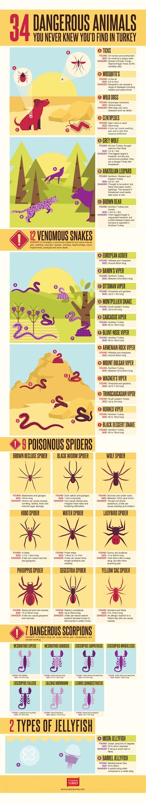 Crazy Infographics: 34 Dangerous Animals You Never Knew You’d Find in ...