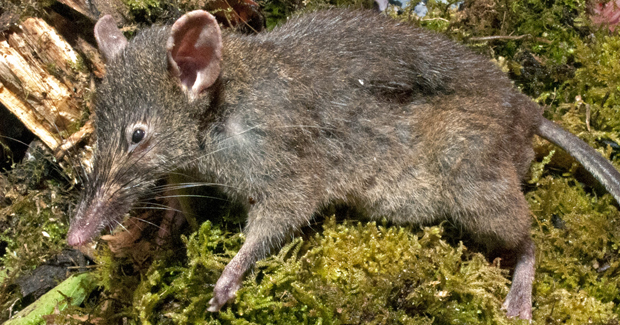 tikus unik penyedot cacing di hutan sulawesi ~ FORESTER UNTAD BLOG