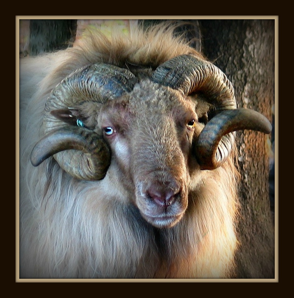 Losing Our Shirts, Keeping The Farm: The Beauty of Icelandic Rams