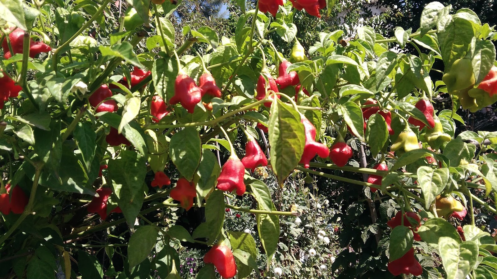 Terra e Sementes: Piri-piri