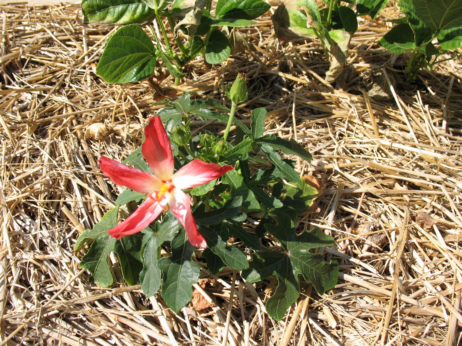 The Garden Heiress: Pink Okra! (Plus no water and too much heat)