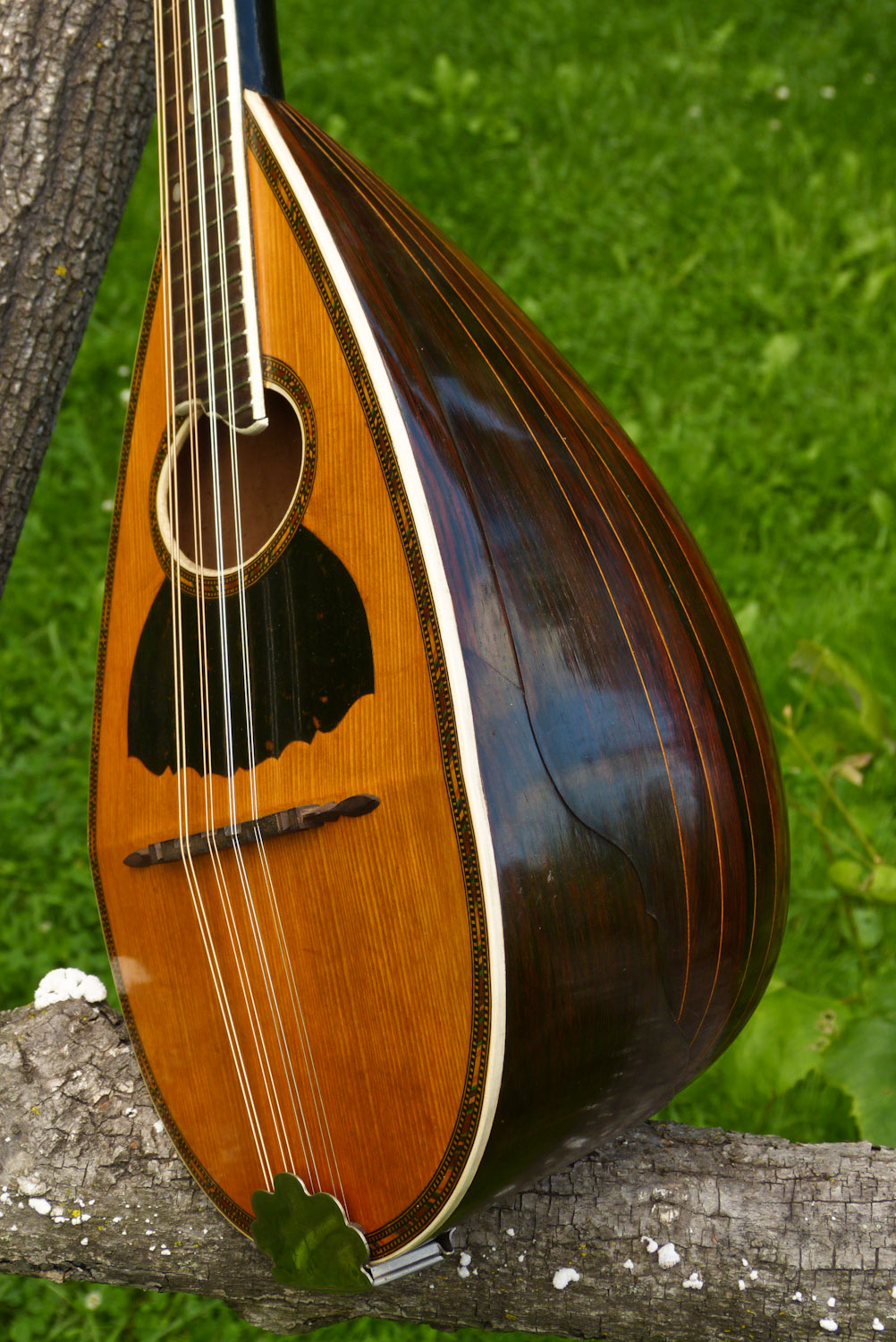 1910s Larson-made Ditson Victory Bowlback Mandolin