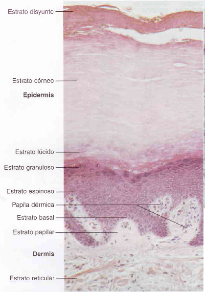 Histología de Chuchito: Práctica 15: Piel, Cuero Cabelludo, pelo.