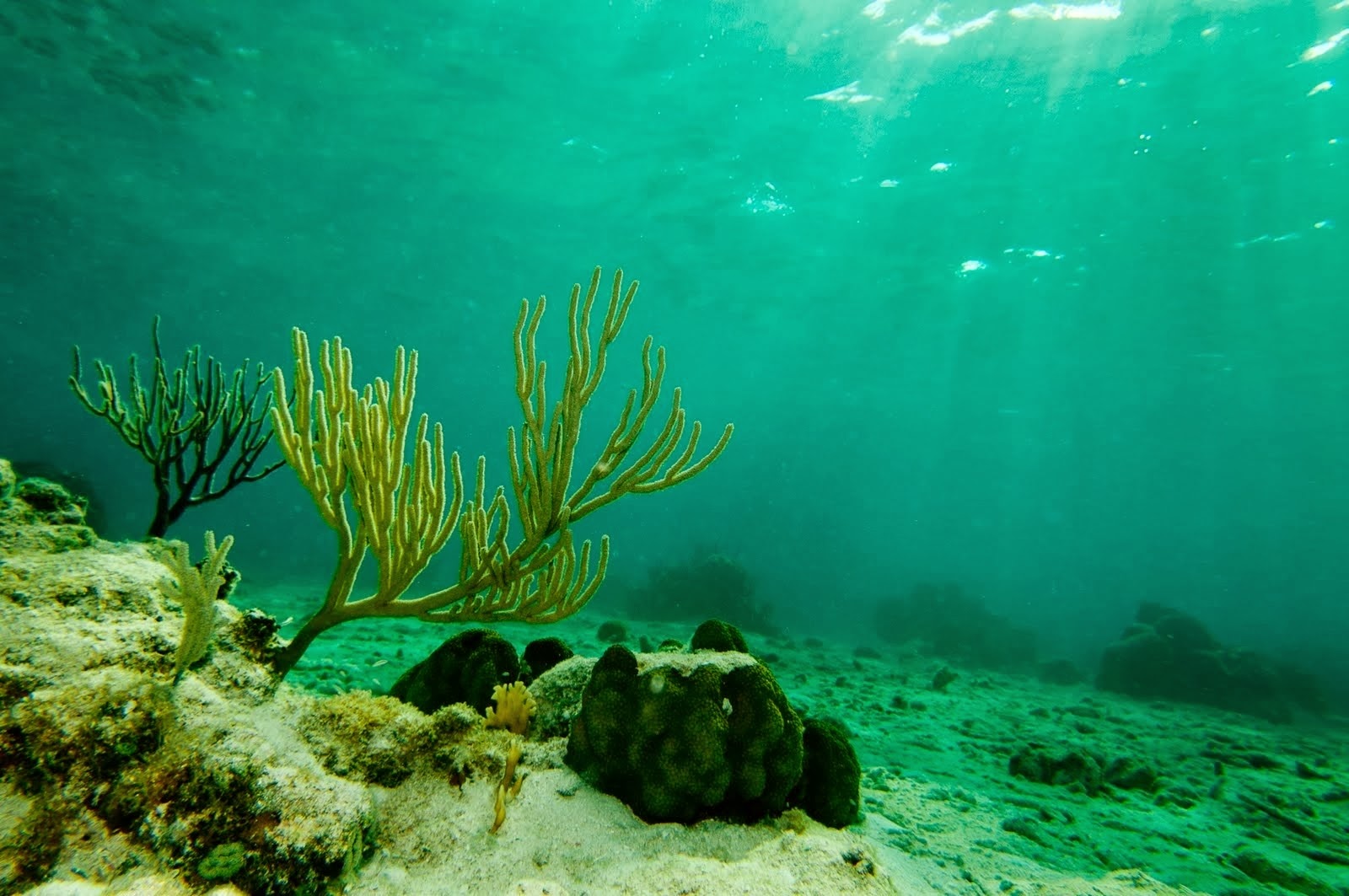 LA IMPORTANCIA DE LAS REGIONES Y LOS RECURSOS NATURALES: Ecosistemas ...