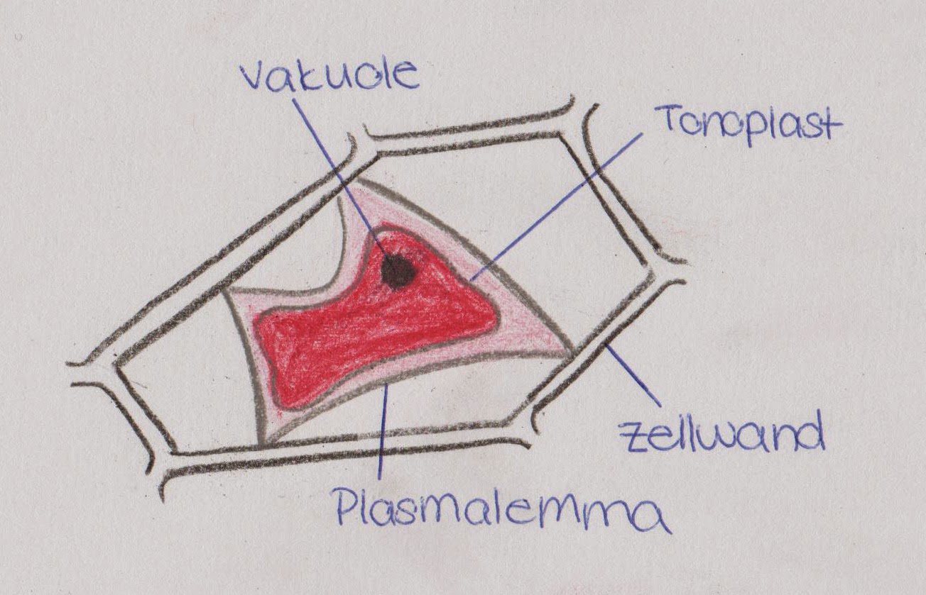 Biologie Praktikum: Plasmolyse und Deplasmolyse