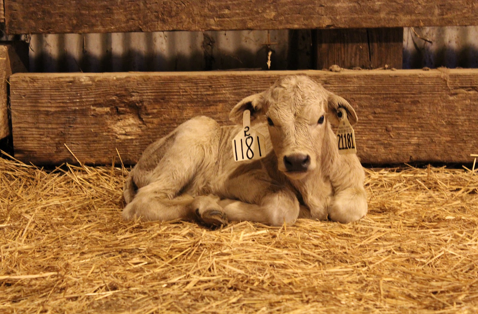 The Ninth Year...: Beef Cattle Calving in Clay Center, Nebraska