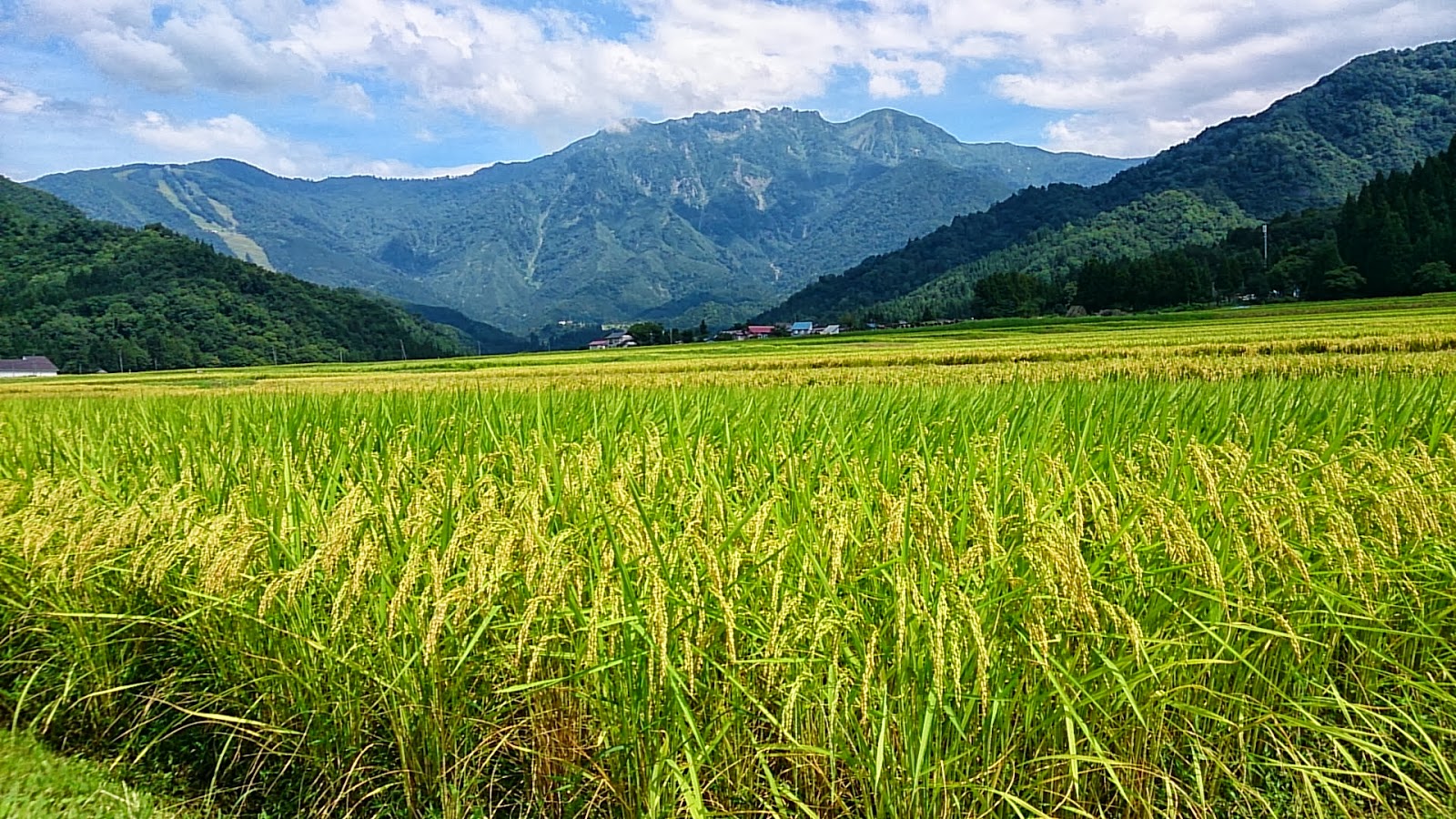 Niigata: 2. Rice called Koshihikari