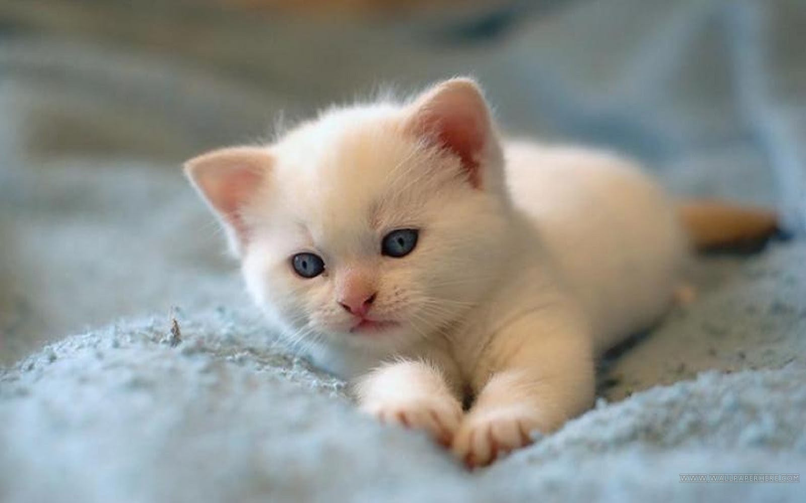 Best 10 Cute Cat Wallpapers in The World ~ HD | Wonderful Background