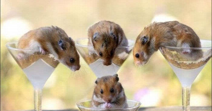 Hamstercitos :3: 13 Curiosidades Sobre Los Hamsters