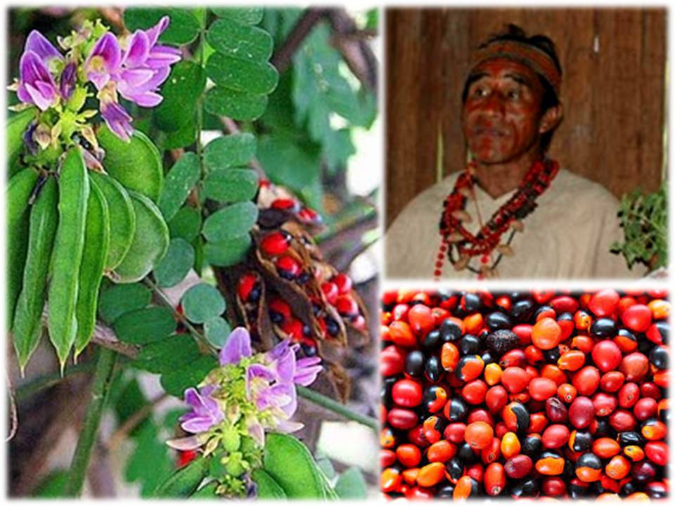 CHAMANES DEL MUNDO: HUAYRUROS, LAS SEMILLAS MÁGICAS Y PROTECTORAS DE ...