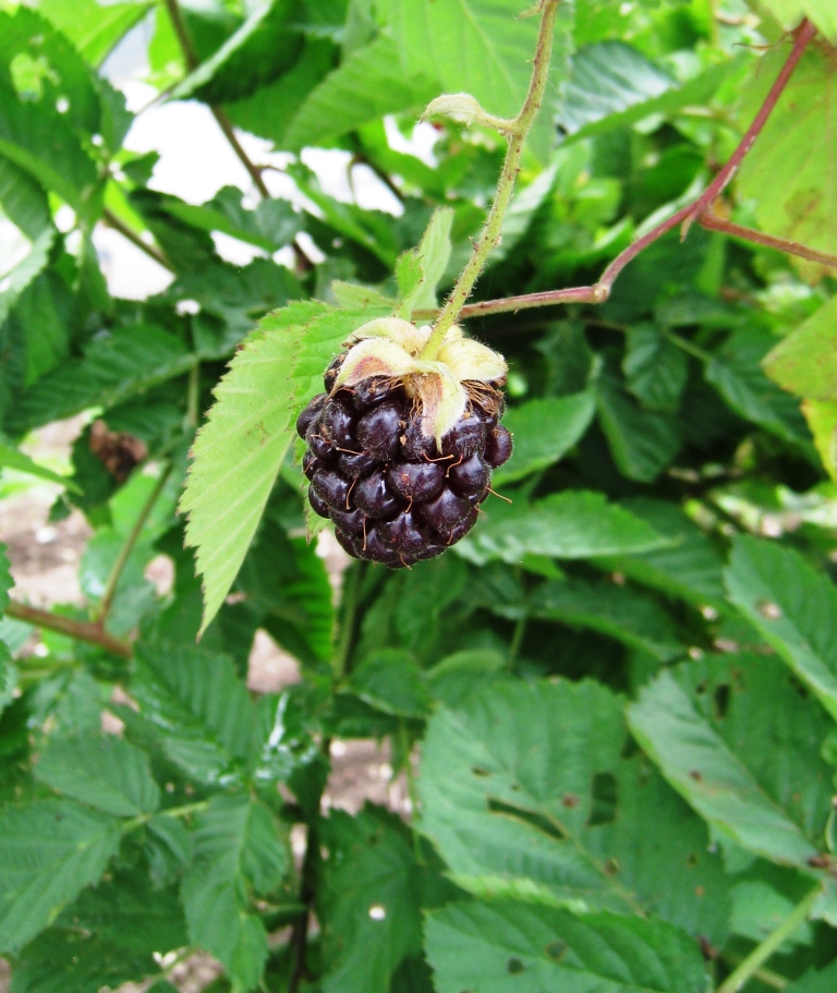 Life in Rural Japan: Berries