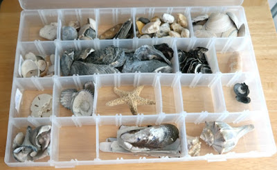 Passionate About Crafting : Seashell Collection Storage Box for Kids