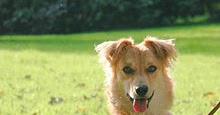 Breeds of Pets: Basque Shepherd Dog