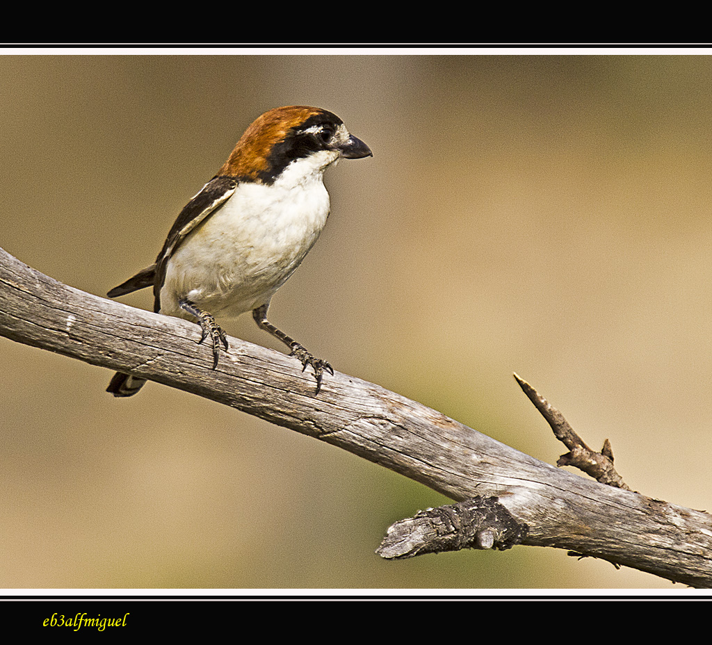 Miguel fotografia: Alcaudón Común (Lanius senator)
