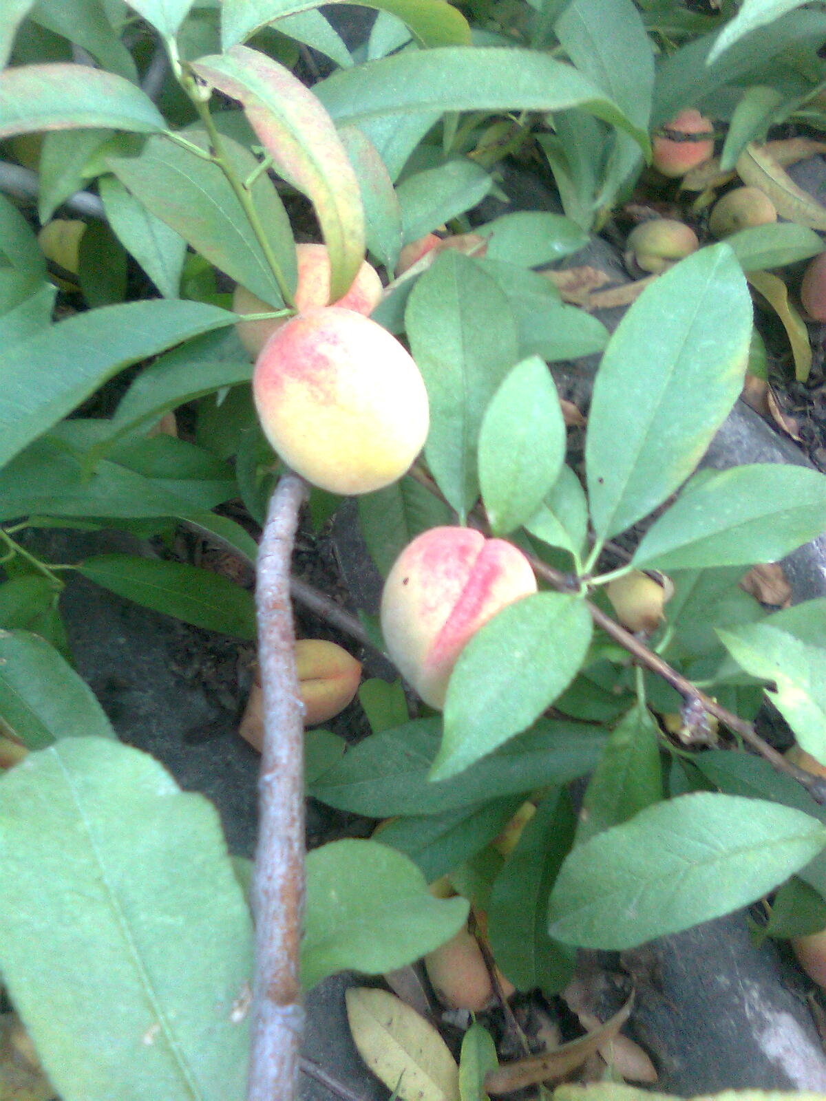 Ajeeb Herb अजीब हर्ब: आड़ू के फायदे