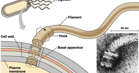 Fungsi Sentriol, Silia Dan Flagela (Struktur Flagela) - Biologisites