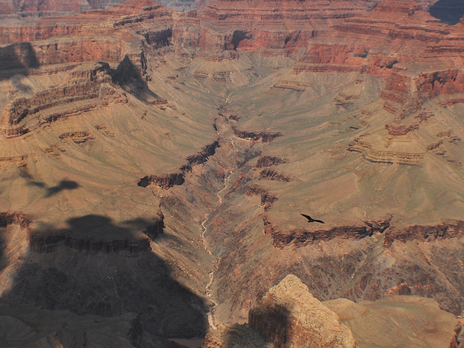 Esquel Aves: El Gran Cañón del Colorado (Grand Canyon, Arizona)