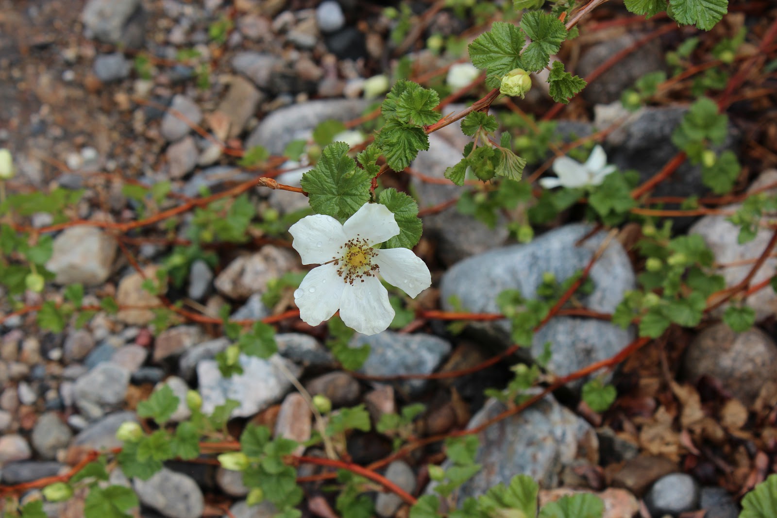 Jefferson County Colorado Wildflowers