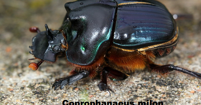 BIBOCA AMBIENTAL : BESOURO