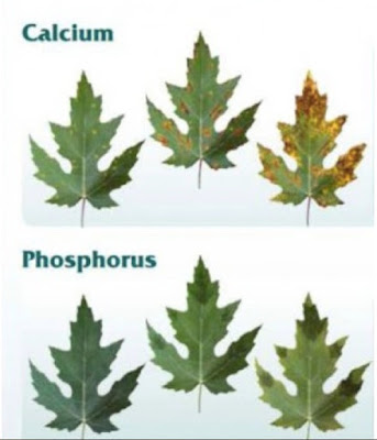 Plant Nutrient Deficiency Leaf Illustrations and Charts Reference Guide ...