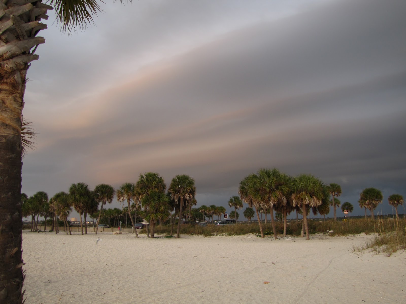 To Behold the Beauty: Florida in February