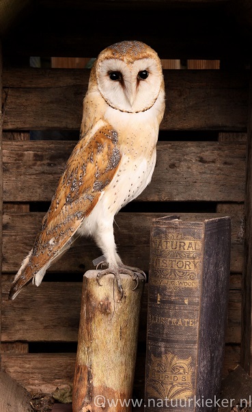 Natuurkieker: Wat doe je met een dode Kerkuil