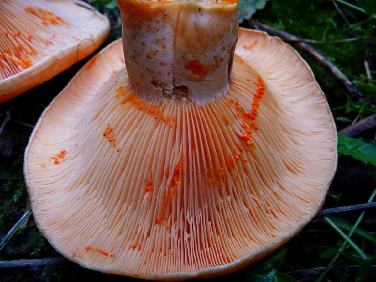 r o b i n 's y a r d: Lactarius
