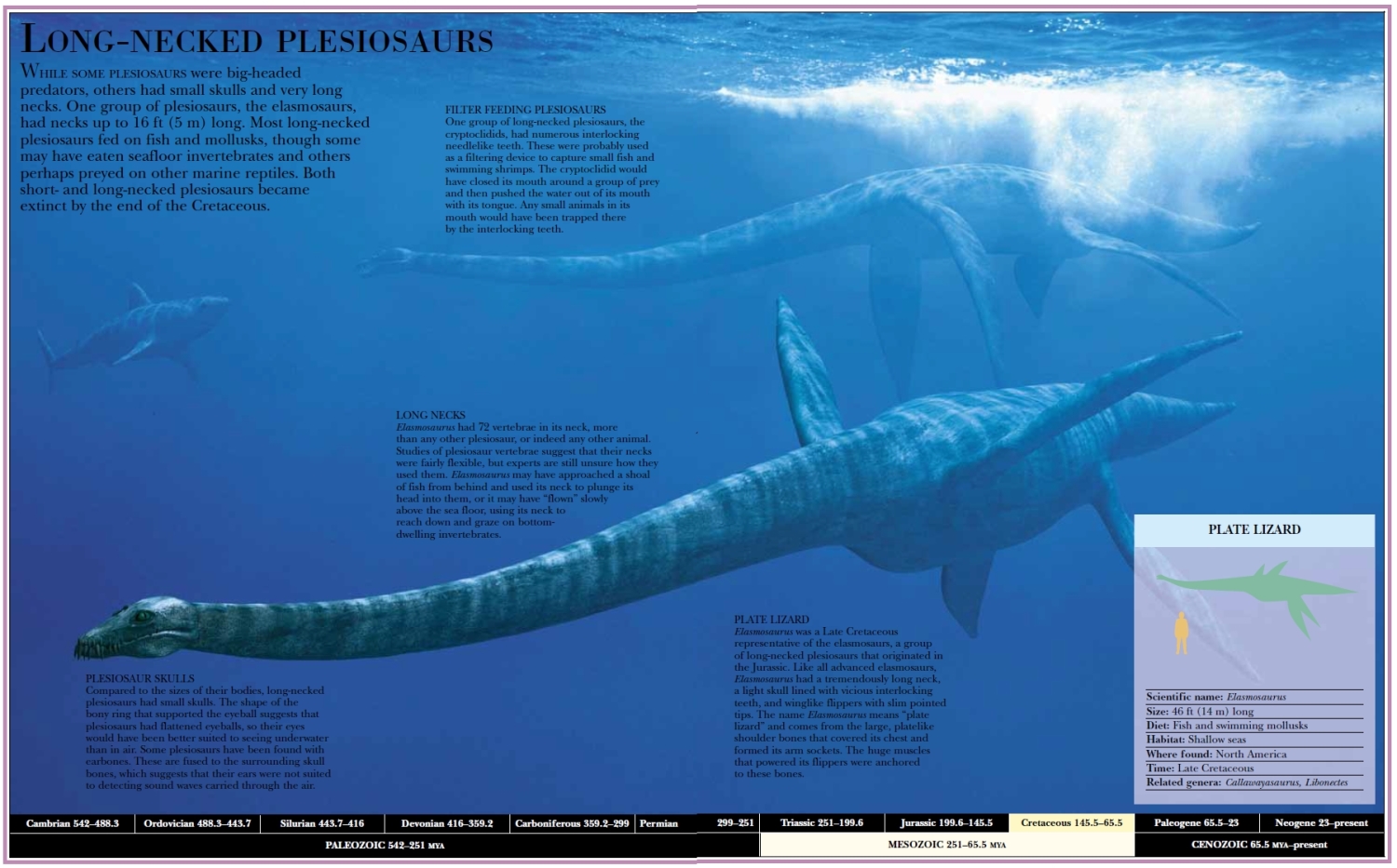 PLESIOSAURS WERE MARINE REPTILES.