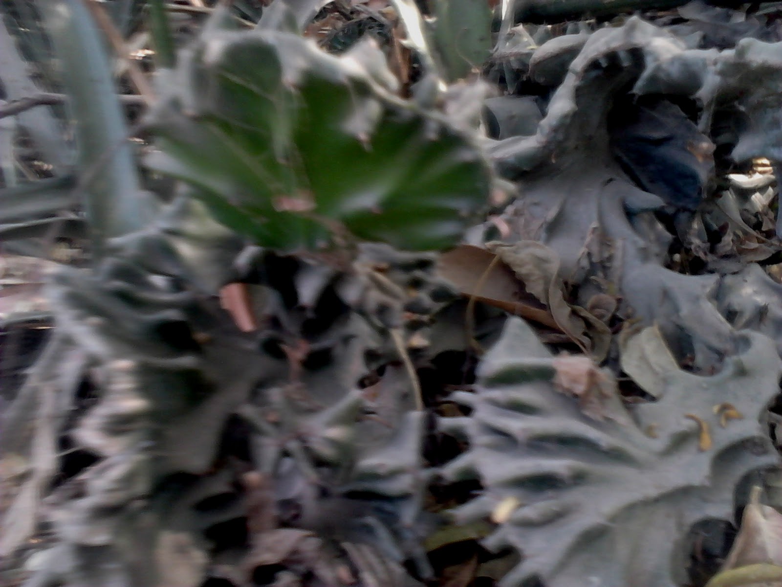 Garden Care Simplified: Fan Shaped Cactus growing in Wild