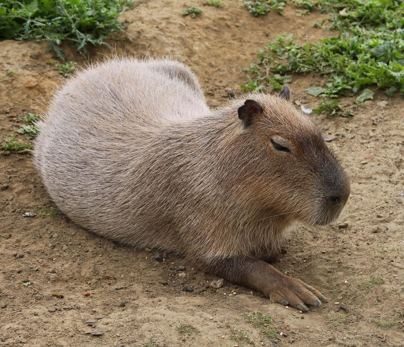 Υδρόχοιρος