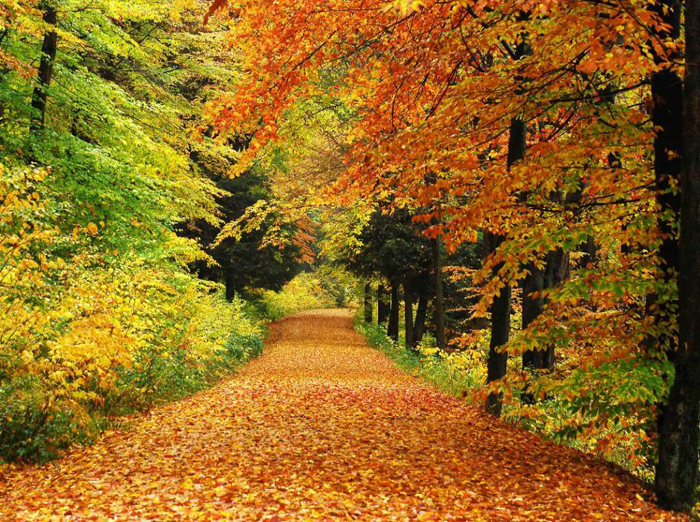 TOP LANDSCAPES: PENNSYLVANIA FOREST'S