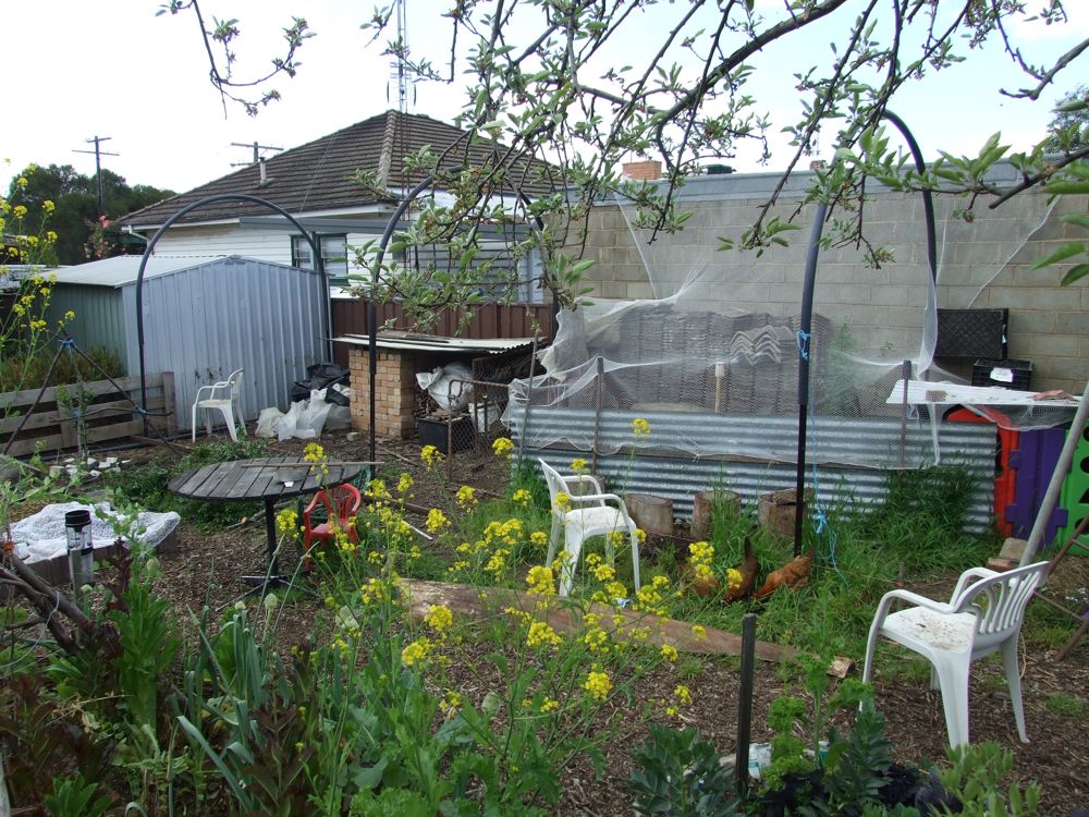 Our netted chook run and future orchard