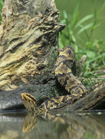 Tales from the Bayou : The Water Moccasin, his Habitat, and a Recipe...