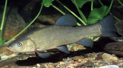 Laghetto di Basiglio: I pesci del Laghetto di Basiglio