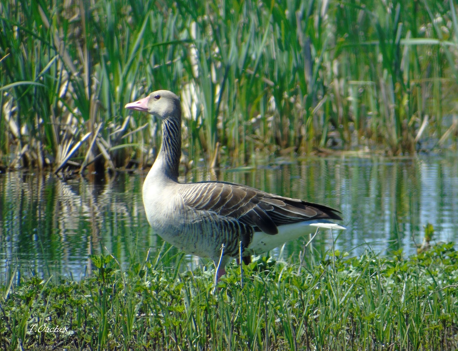 PASARI DIN ROMANIA: GASCA DE VARA, Anser anser