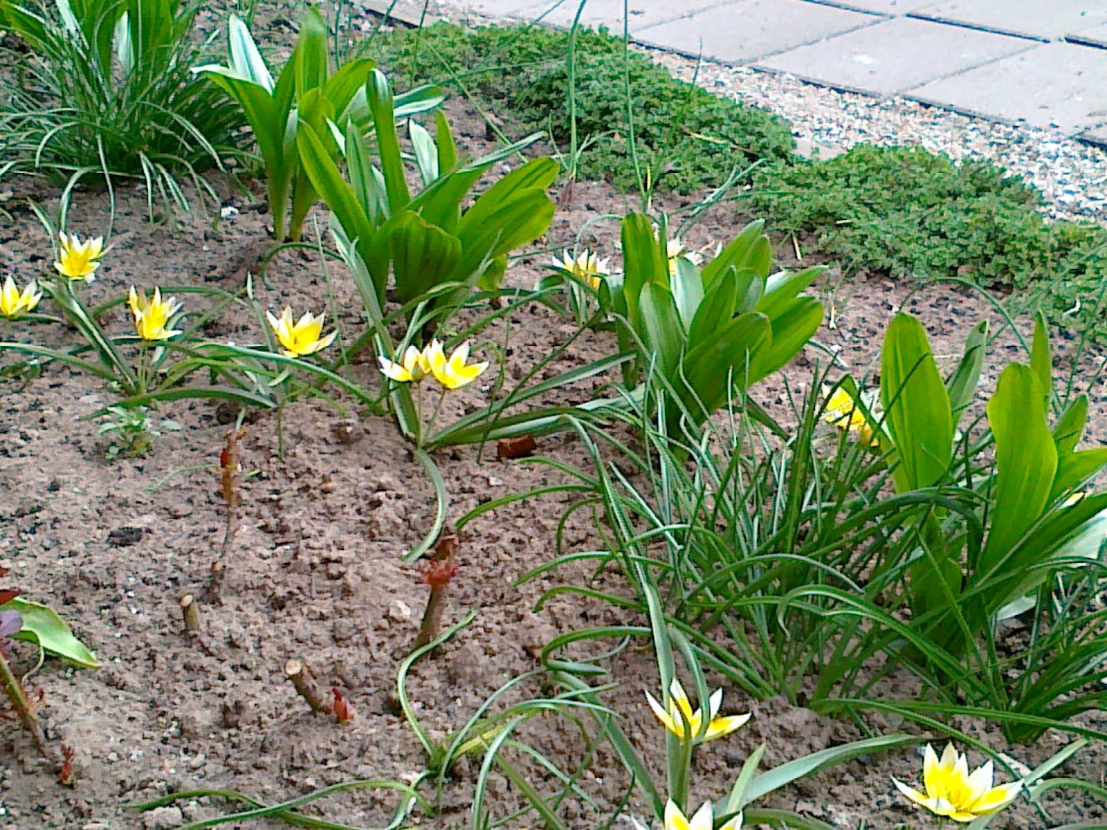 Tea's Garden Stories: Tulbid püsikupeenras
