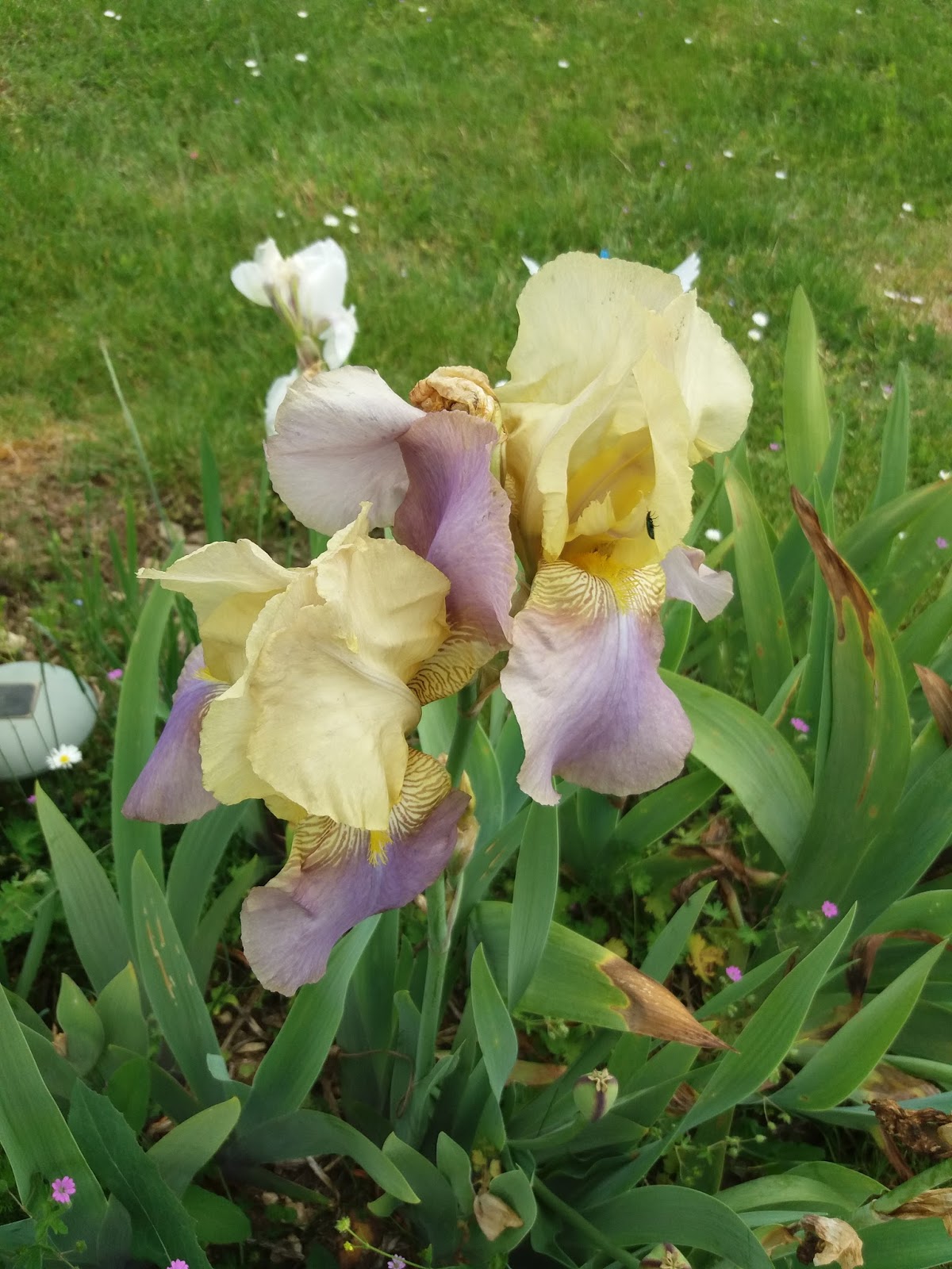 Debbie's Delectable Delights