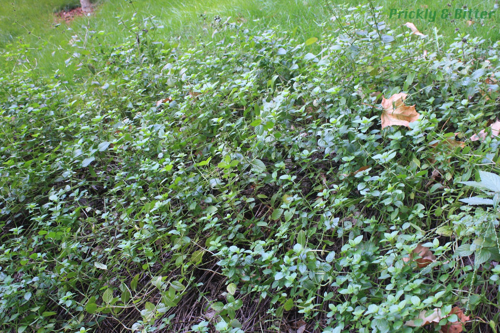 Prickly and Bitter: The healing powers of wild mint