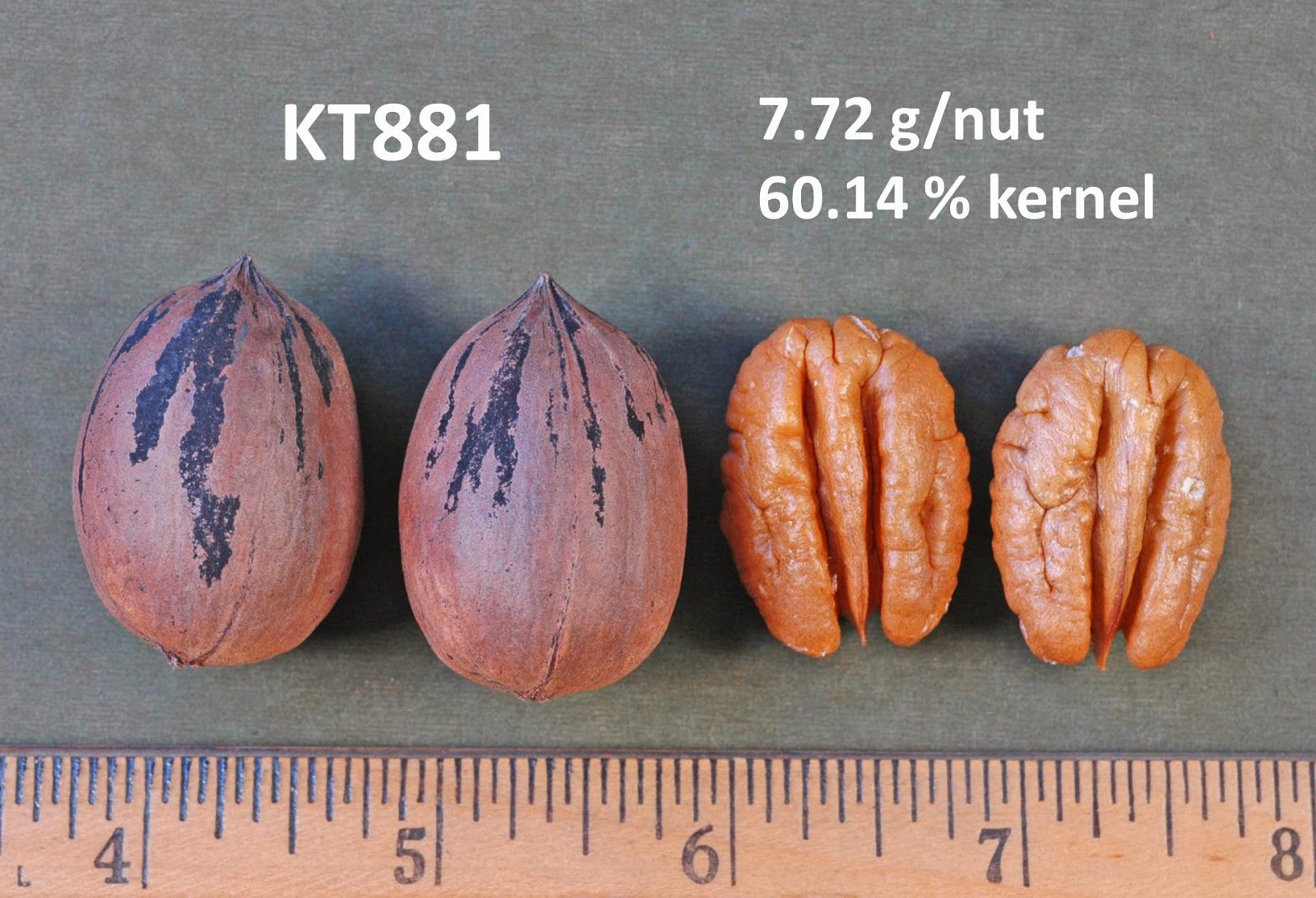 Northern Pecans: Evaluating nut samples from the breeding project