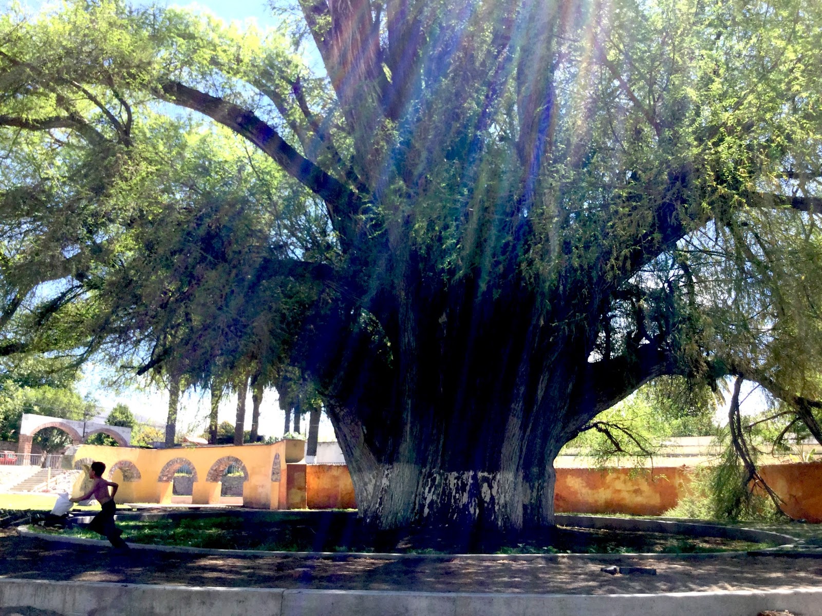 VENERABLES ÁRBOLES : El Sabino de Zimapán, México