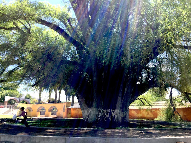 VENERABLES ÁRBOLES : El Sabino de Zimapán, México