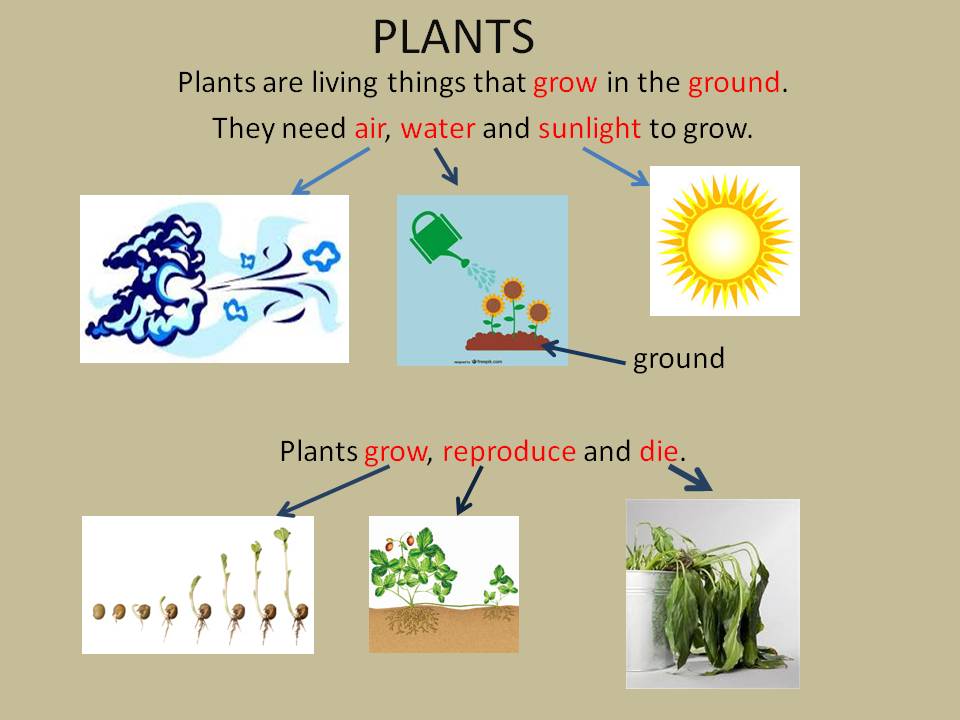 BASILIO SÁEZ - 2ND GRADE: Unit 4 Natural Science - The plant kingdom.