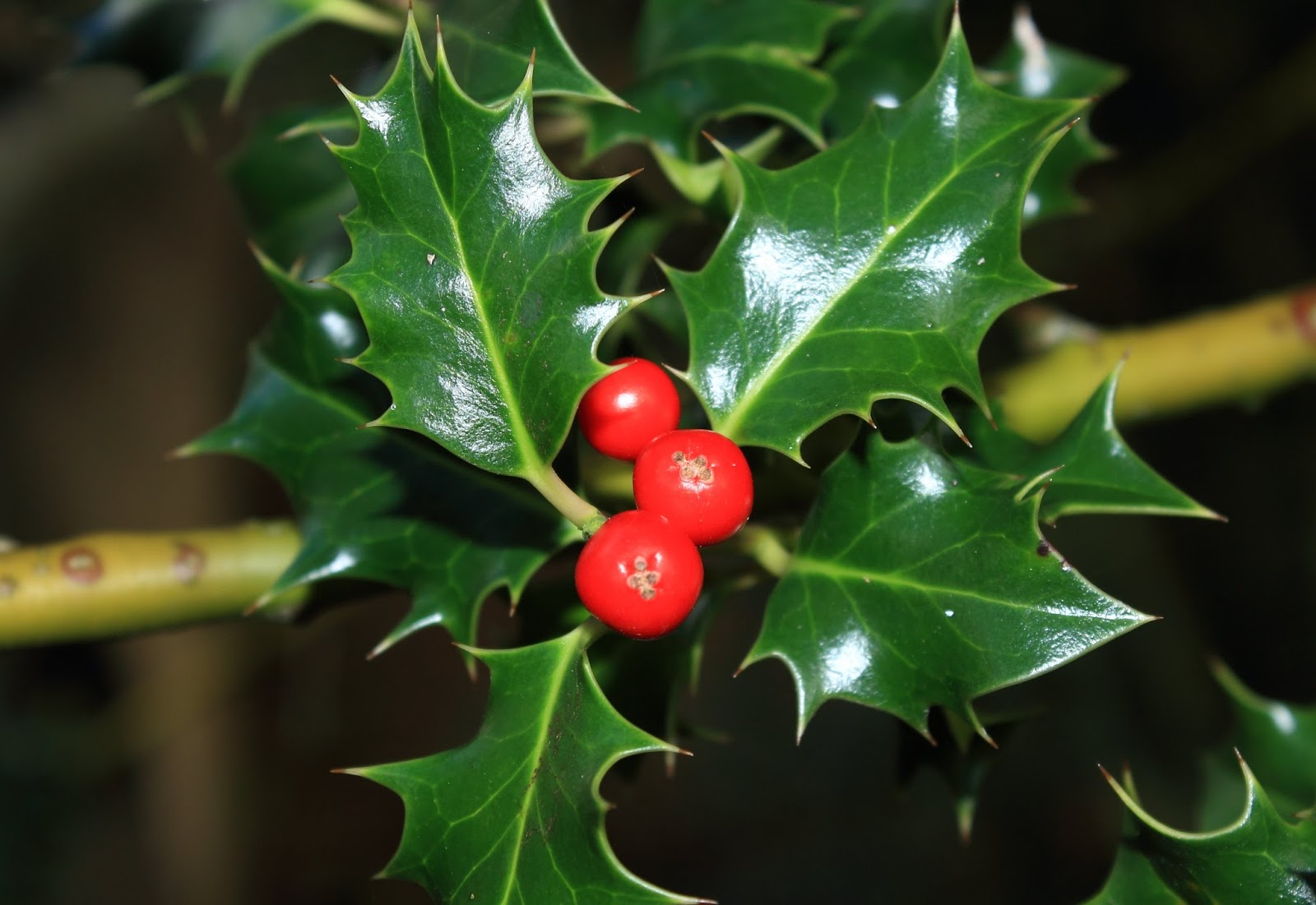 Adventskalender: 21. Kristtorn og misteltein