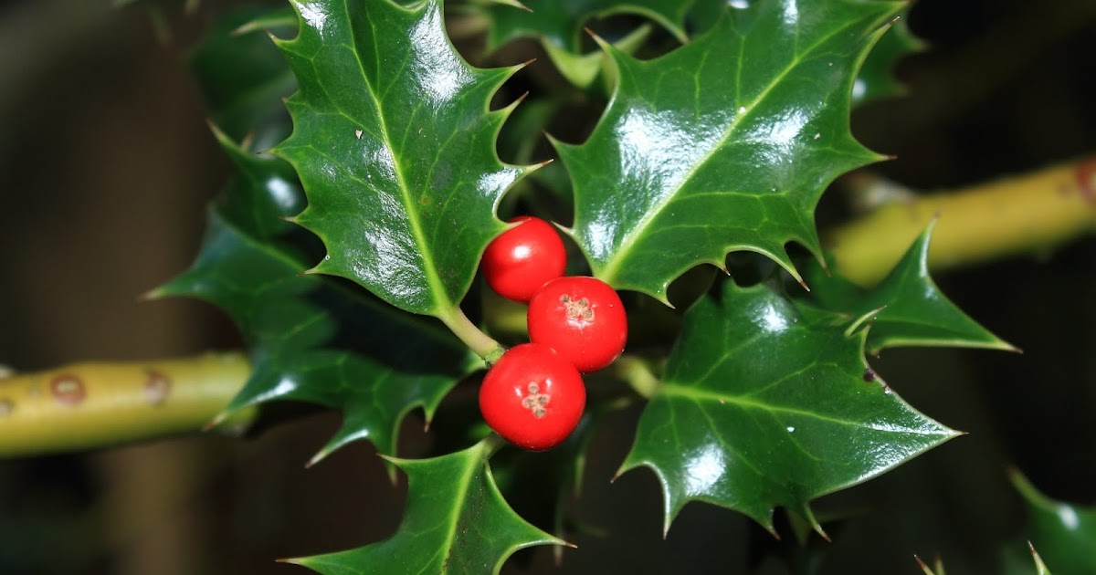 Adventskalender: 21. Kristtorn og misteltein