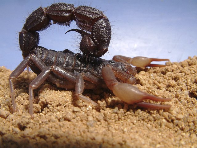 Fat-Tailed Scorpion | Dangerous Facts & Photographs | The Wildlife
